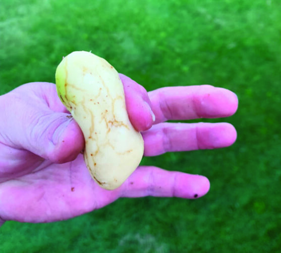 Andean-Style Chuno Potato Preservation - Grit